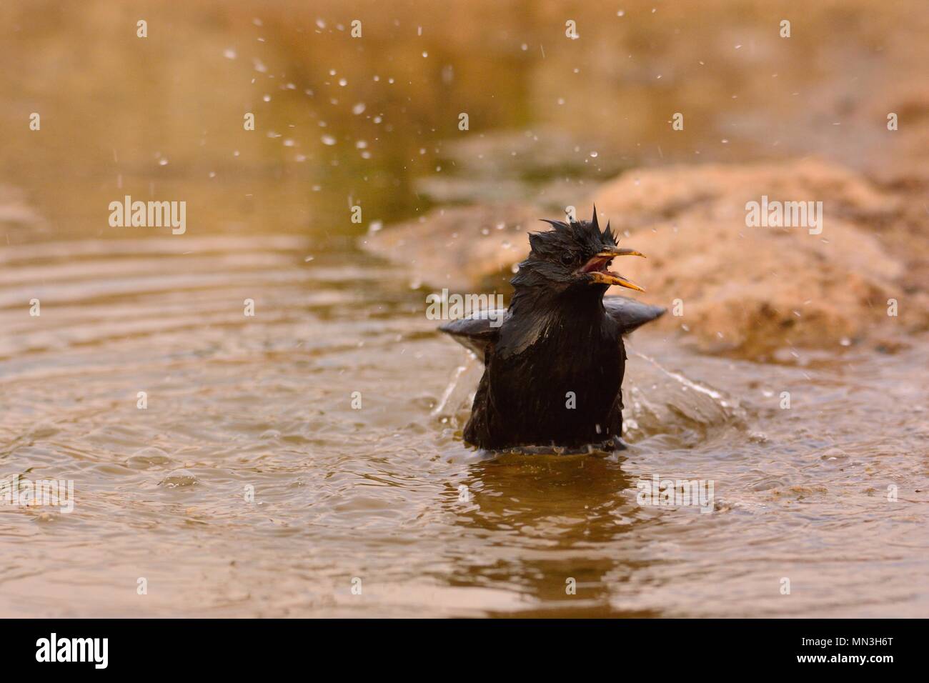 Bathing in a pond hi-res stock photography and images - Alamy