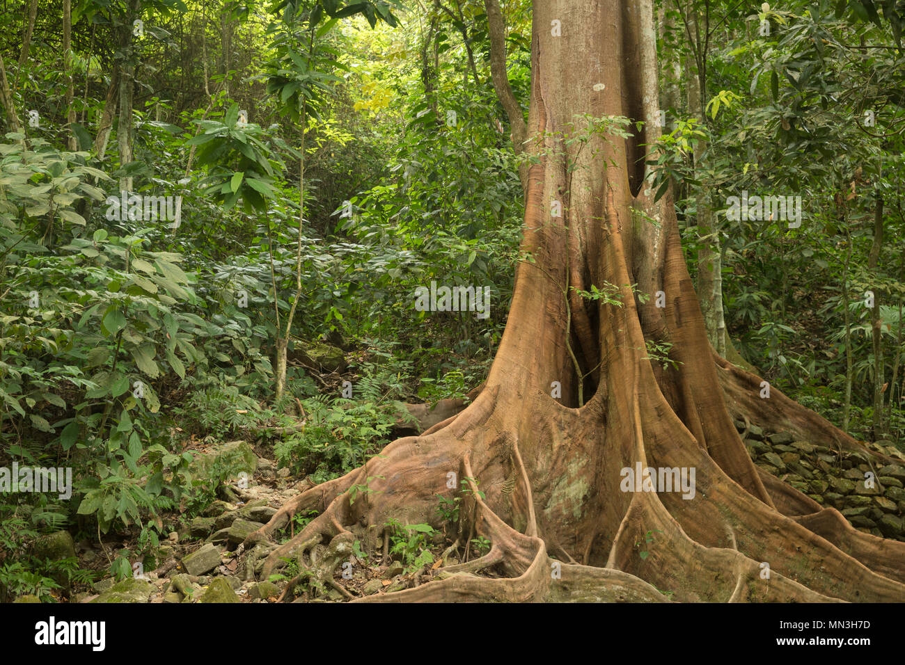 Jungle undergrowth hi-res stock photography and images - Alamy