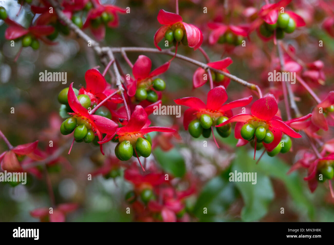 Ochnaceae family hi-res stock photography and images - Alamy