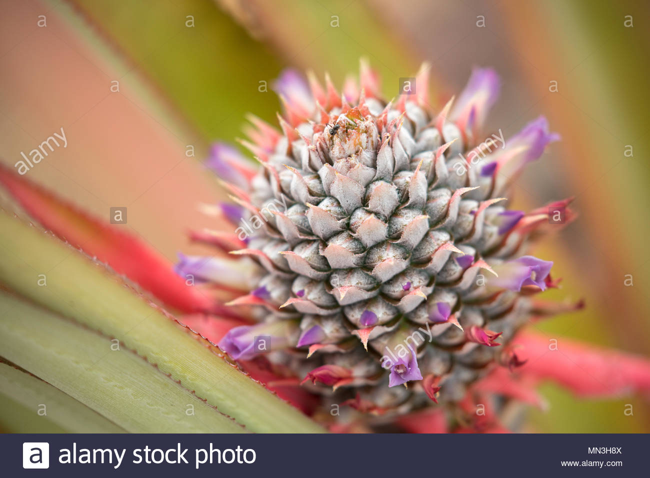 National Flower Of Colombia Stock Photos & National Flower Of Colombia ...
