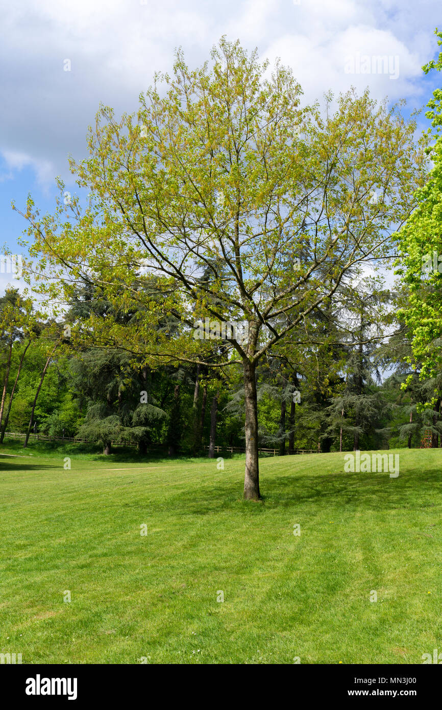 Tree in a park Stock Photo - Alamy