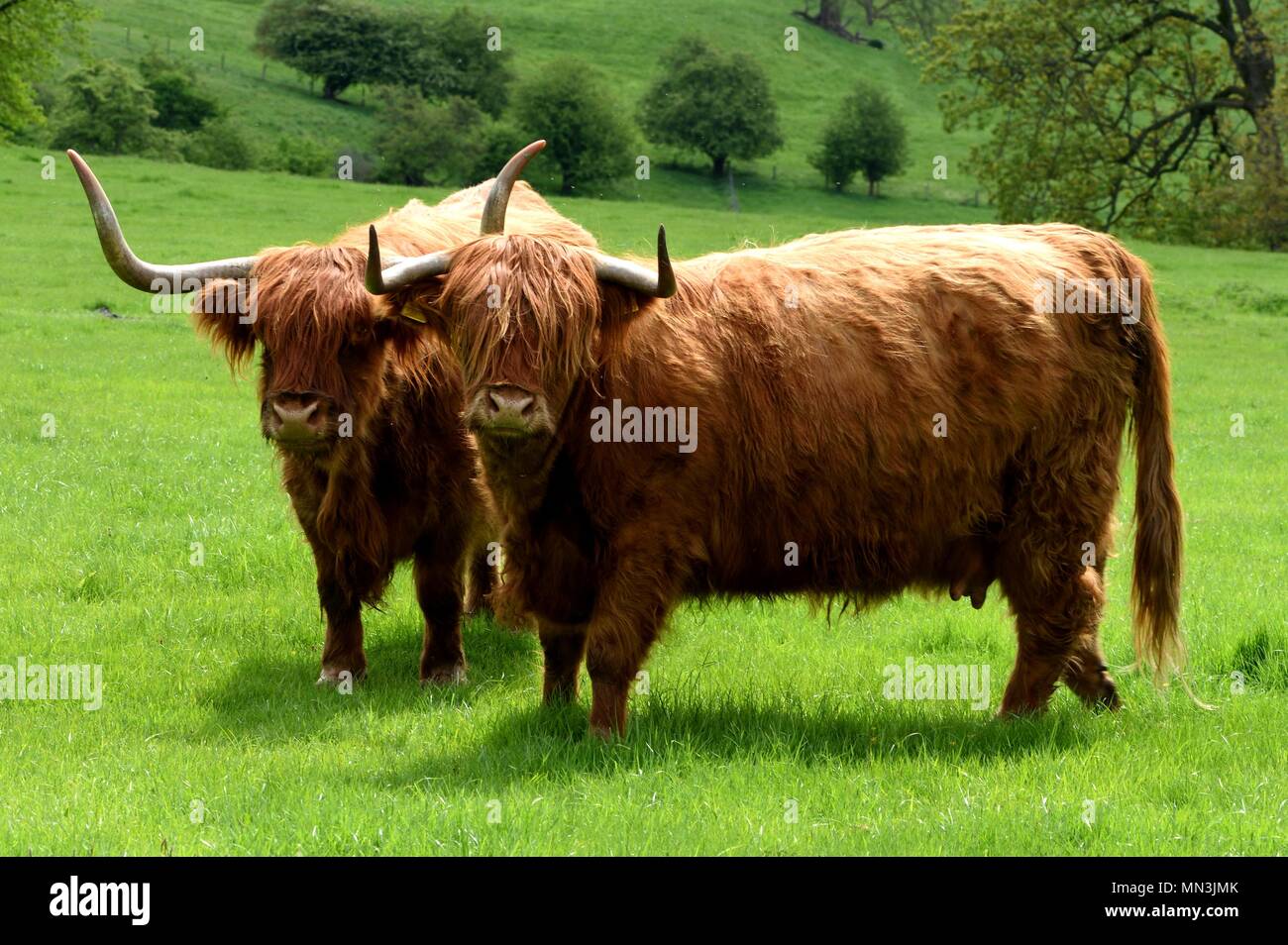 Pair of cattle hi-res stock photography and images - Alamy
