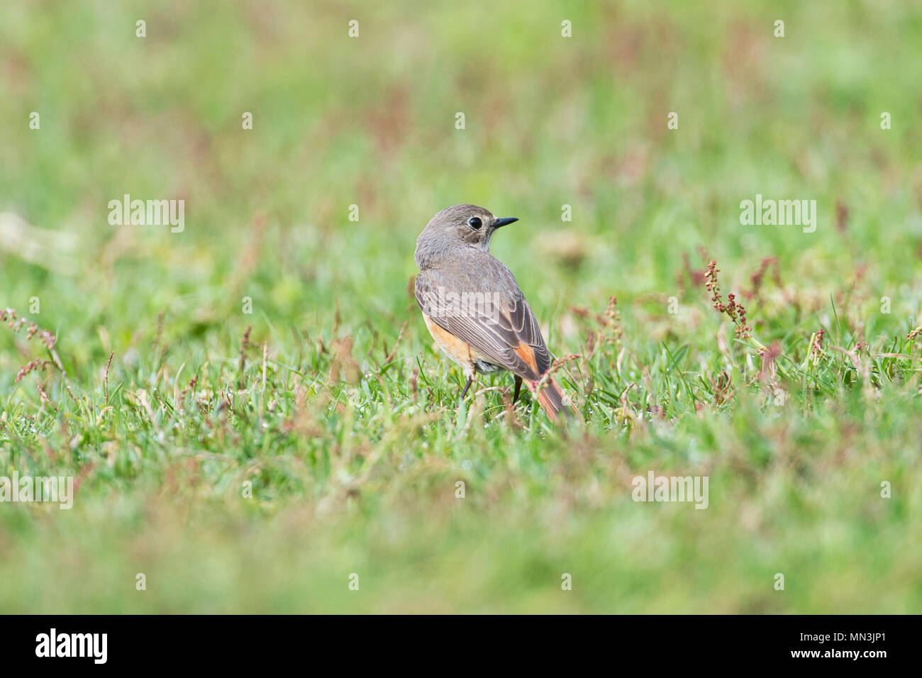 Female common redstart (Phoenicurus phoenicurus Stock Photo - Alamy