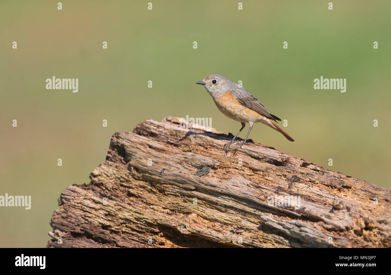 Female common redstart (Phoenicurus phoenicurus Stock Photo - Alamy