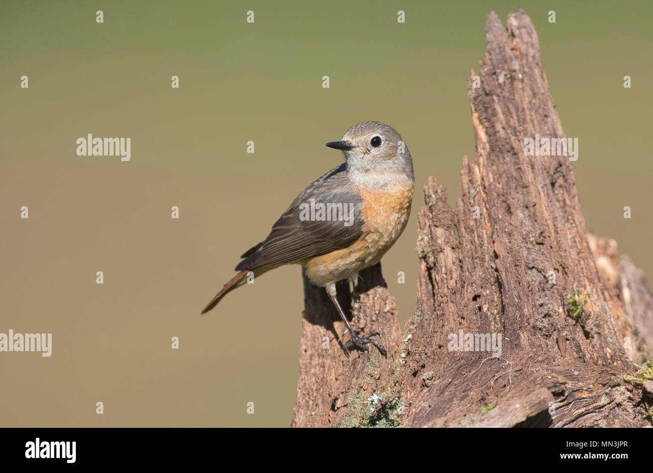 Female common redstart (Phoenicurus phoenicurus Stock Photo - Alamy