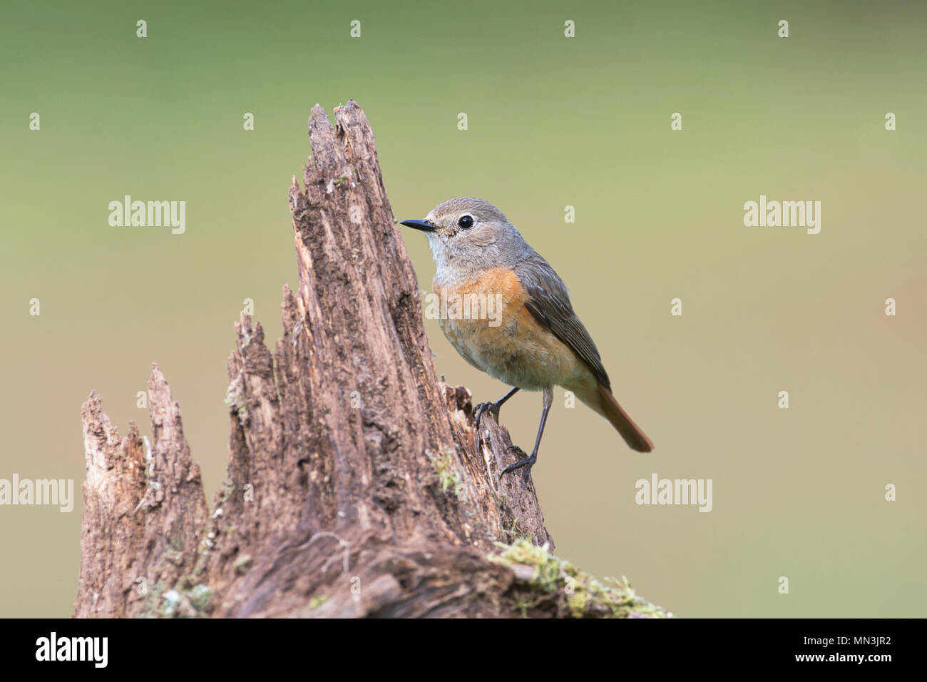 Female common redstart (Phoenicurus phoenicurus Stock Photo - Alamy