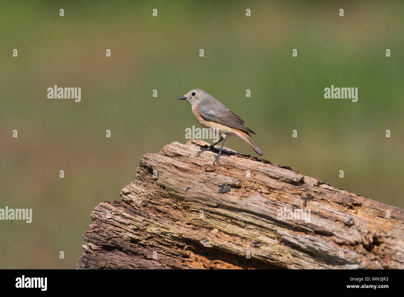 Female common redstart (Phoenicurus phoenicurus Stock Photo - Alamy