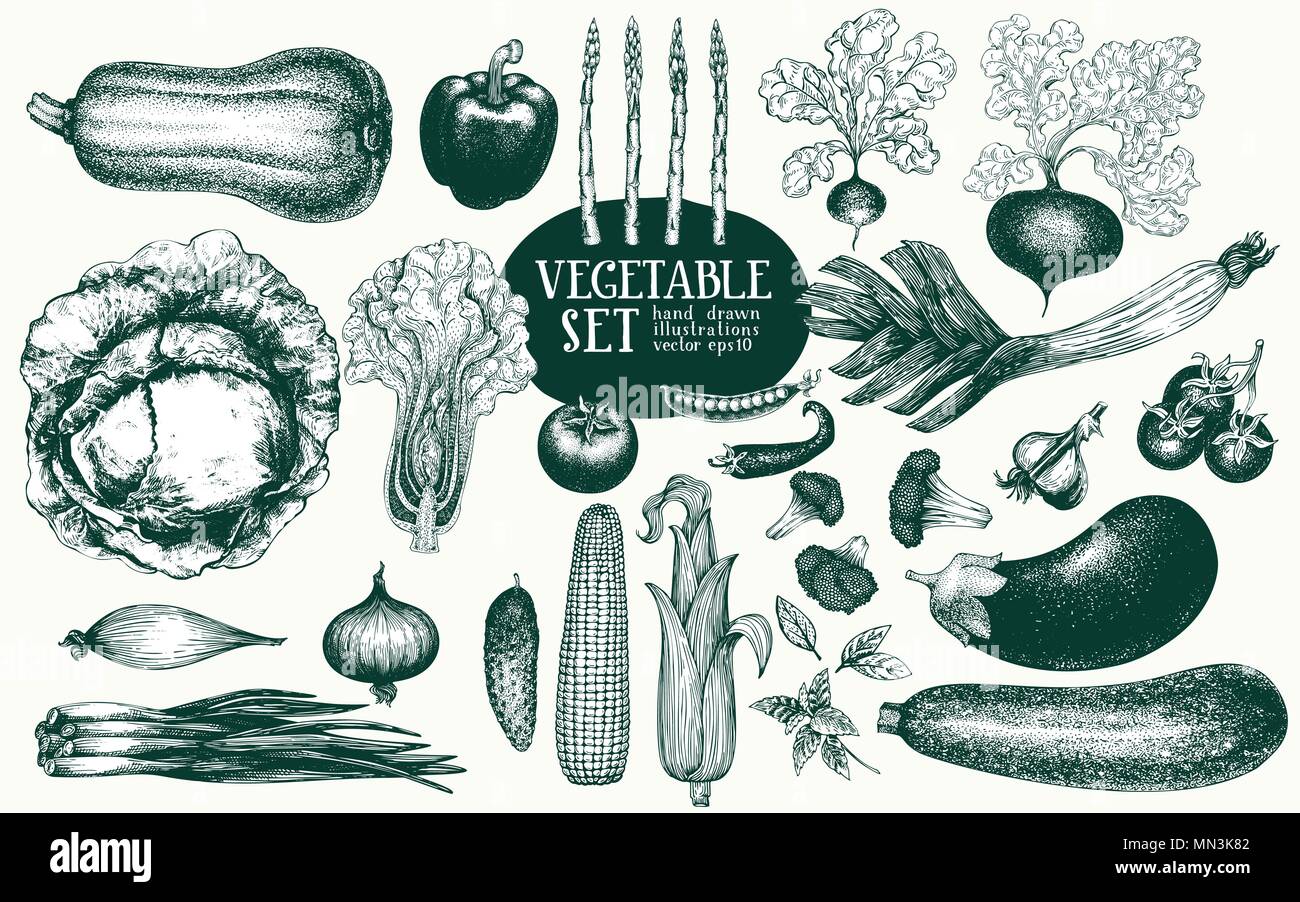 Vintage Vegetable Drawing