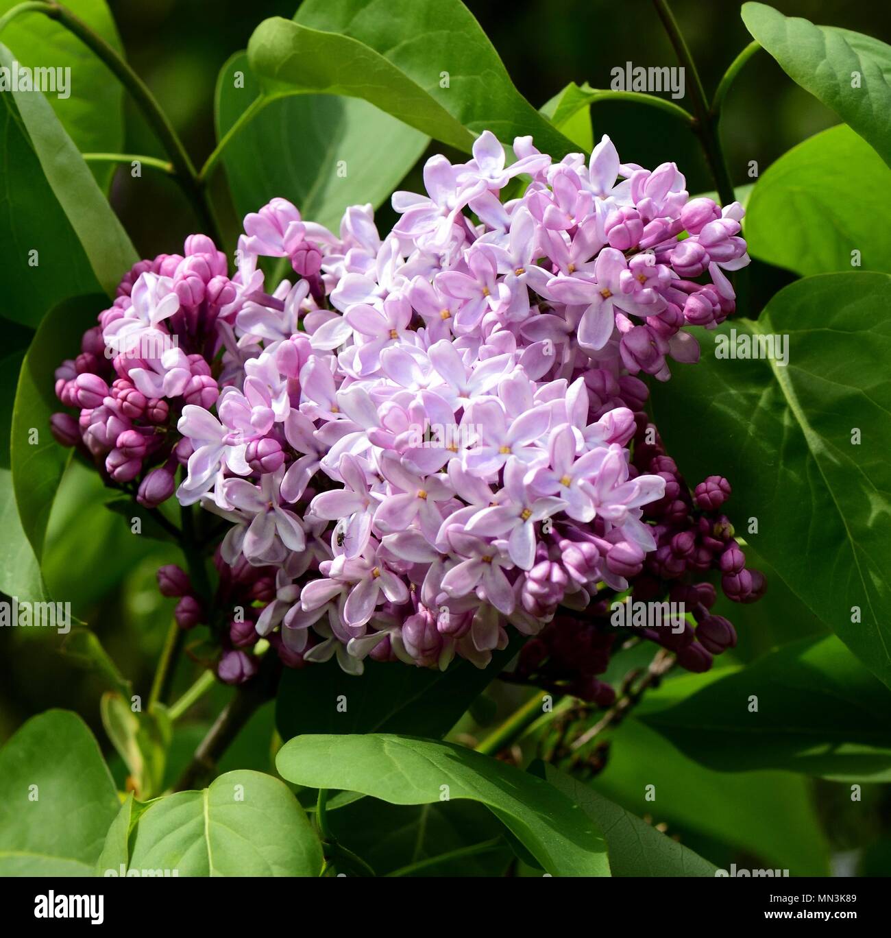 Lilac tree shrub spring syringa hi-res stock photography and images - Alamy