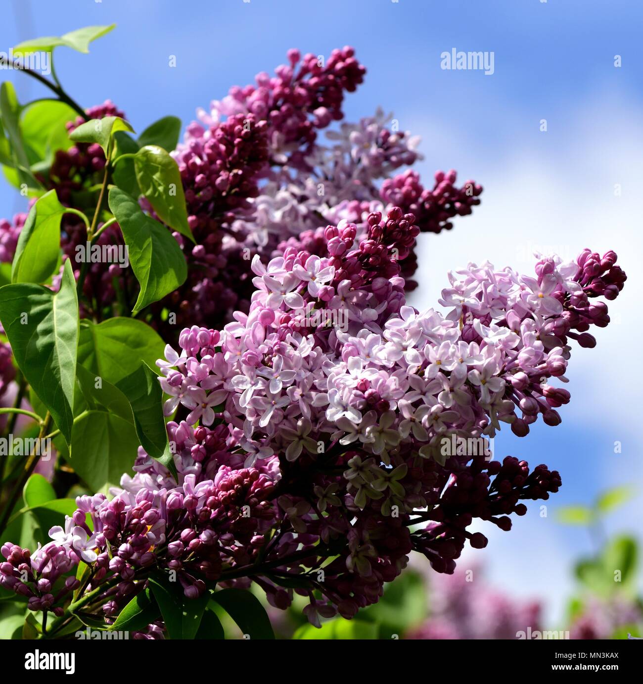 Lilac blossom hi-res stock photography and images - Alamy