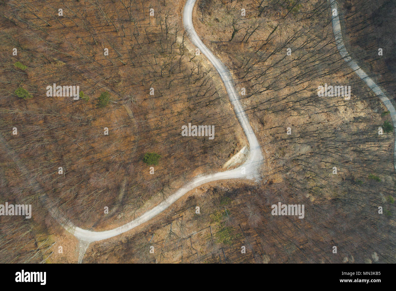 aerial Drone flight over forest and dirt road in a forest in Austria in ...