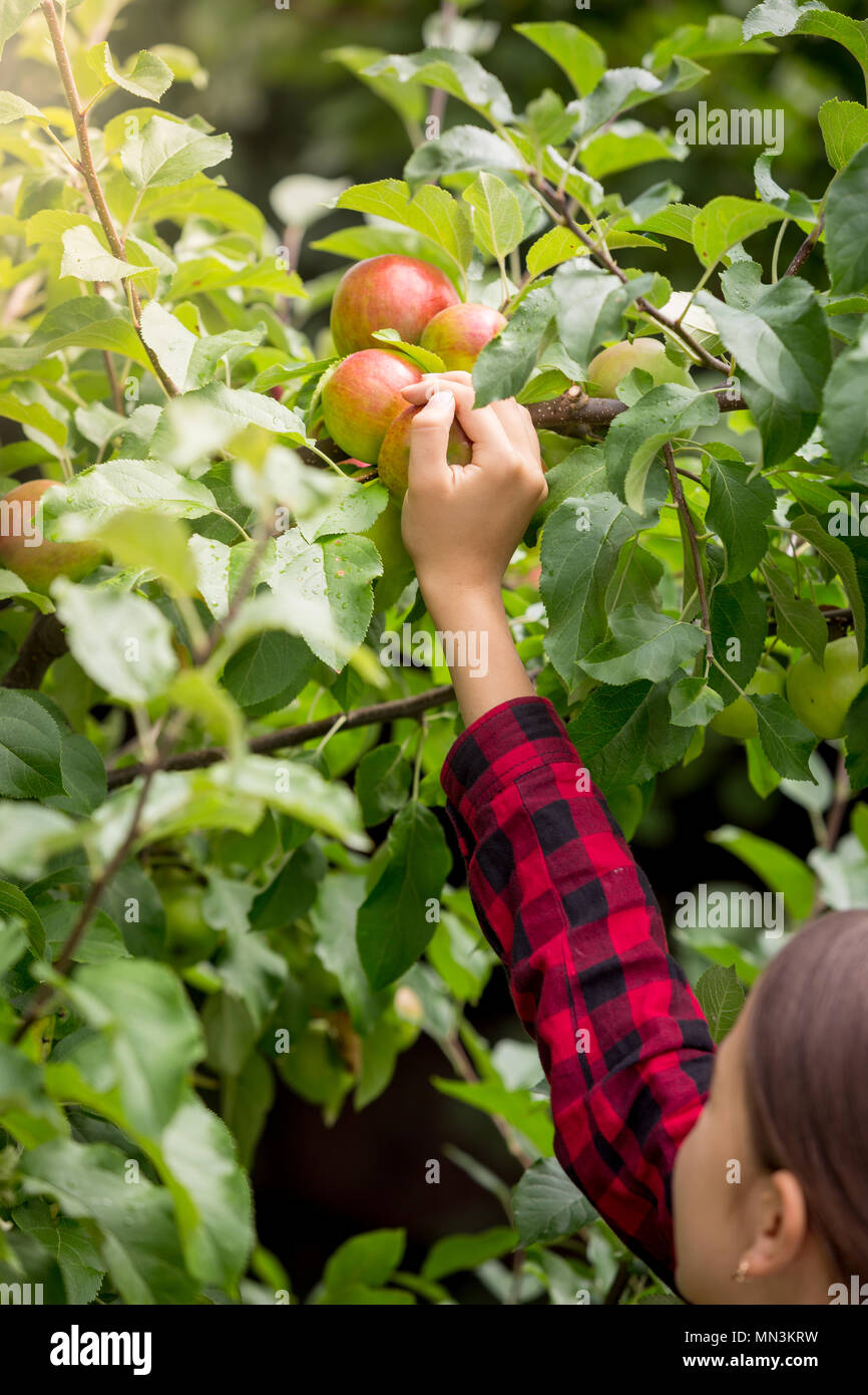 People reaching fruit on tree hi-res stock photography and images - Alamy