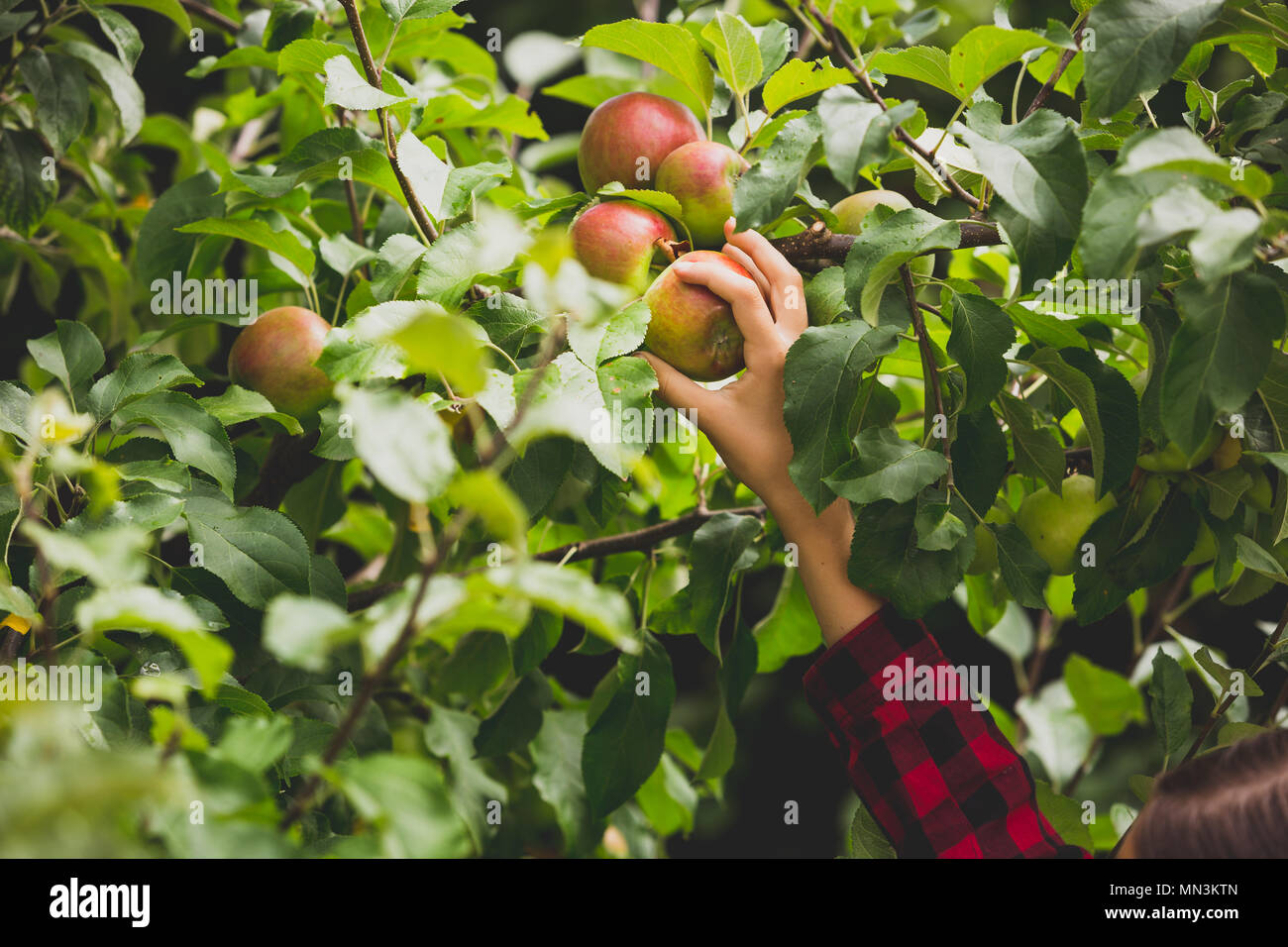 People reaching fruit on tree hi-res stock photography and images - Alamy