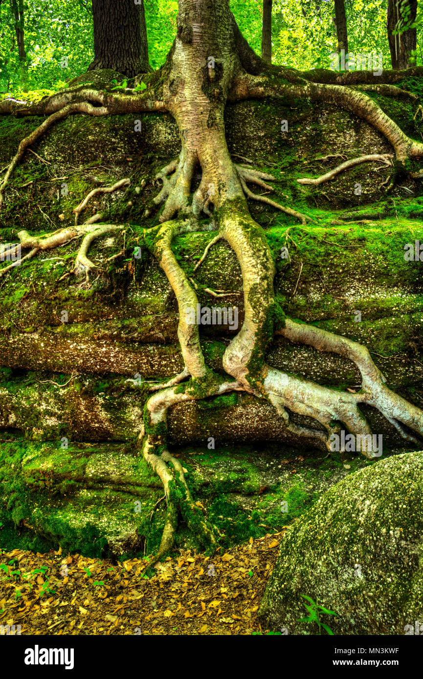 Tree roots clinging to large boulder coverd in moss and lichens Stock ...