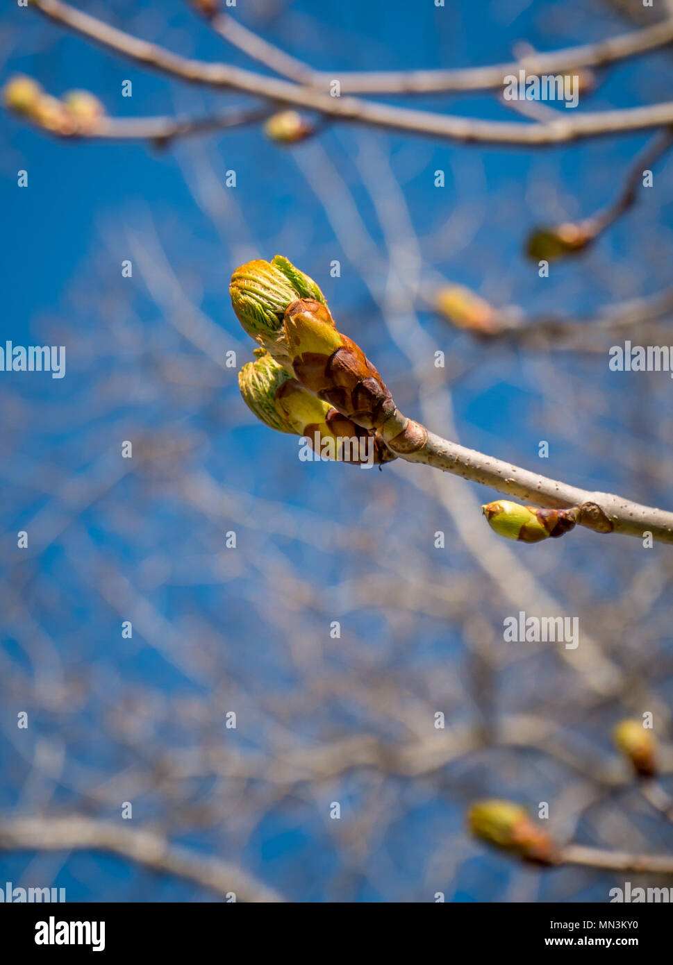 Little bud is breaking out Stock Photo - Alamy