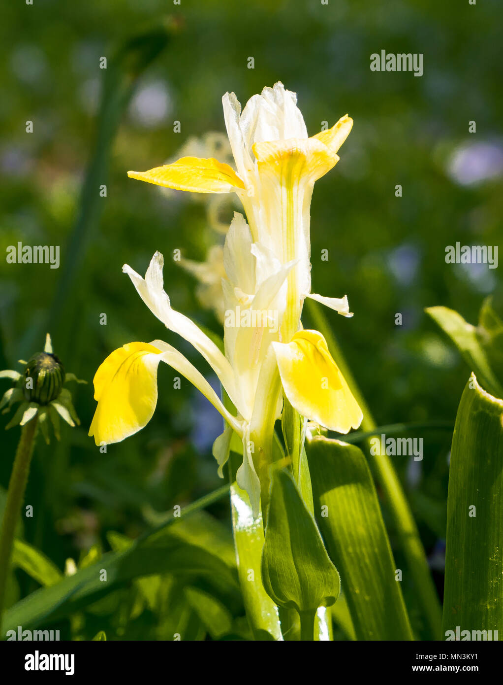 Sunshine plant hi-res stock photography and images - Alamy