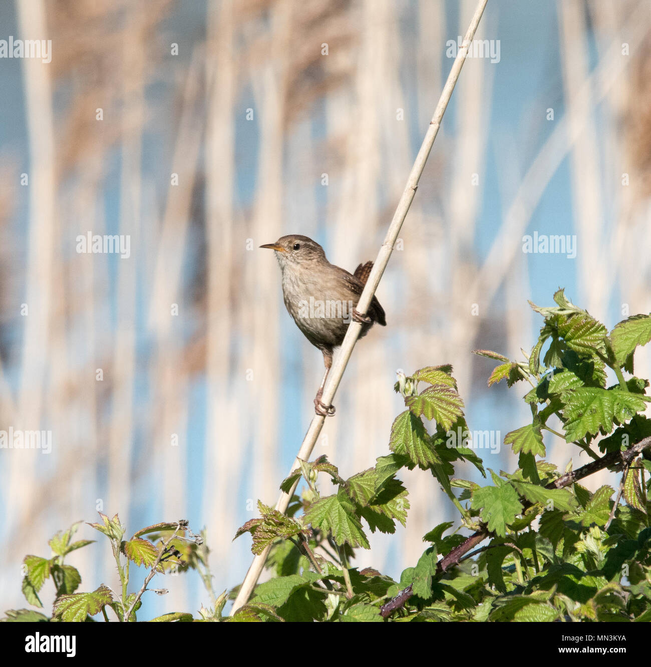 Chiffchaff (Phylloscopus collybita Stock Photo - Alamy
