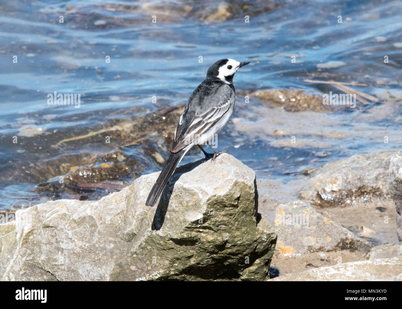 Wagtail species hi-res stock photography and images - Alamy