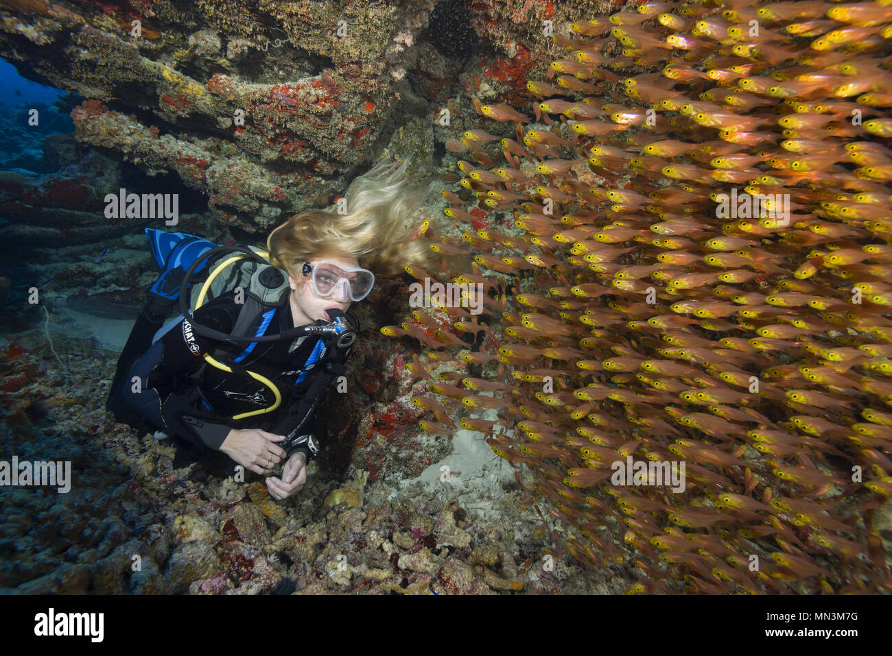 Female scuba diver look at school of glassfish in the cave. Glass fish ...