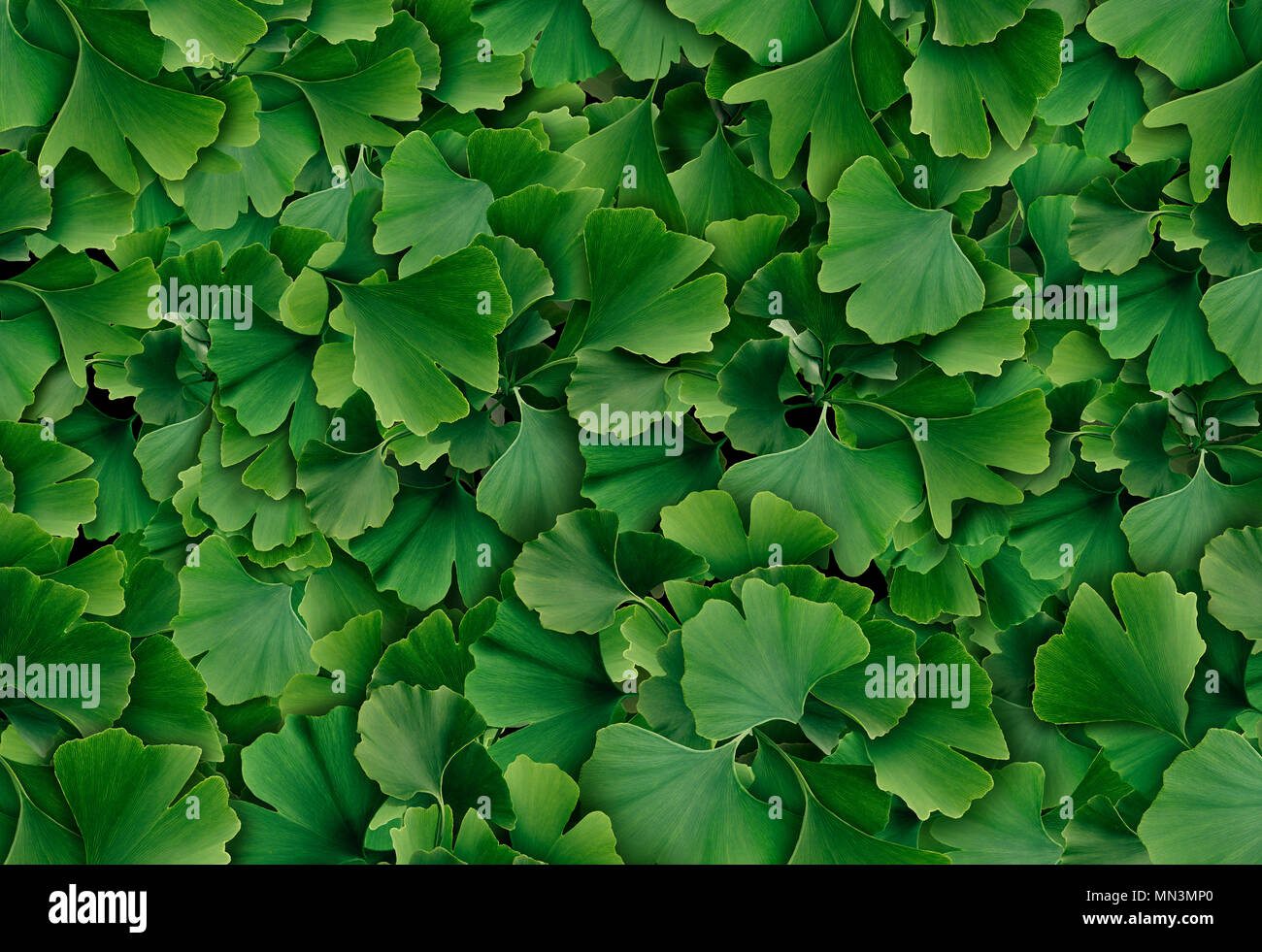 Ginkgo leaf medicine hi-res stock photography and images - Alamy