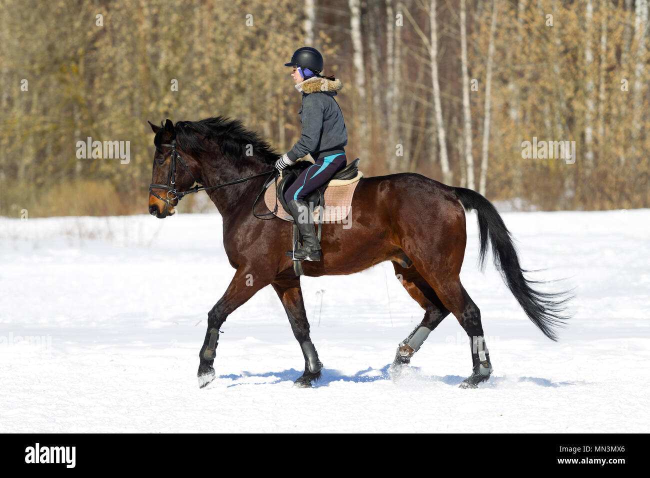 Horseback riding. A woman rides a horse. Training Stock Photo - Alamy
