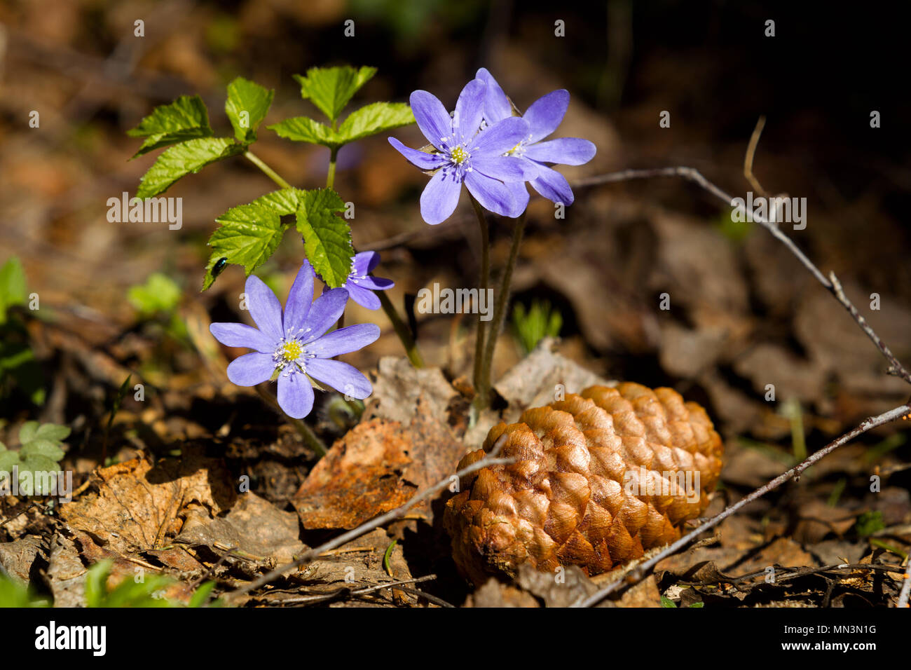 Forest flowers of violets in the spring forest are illuminated by ...