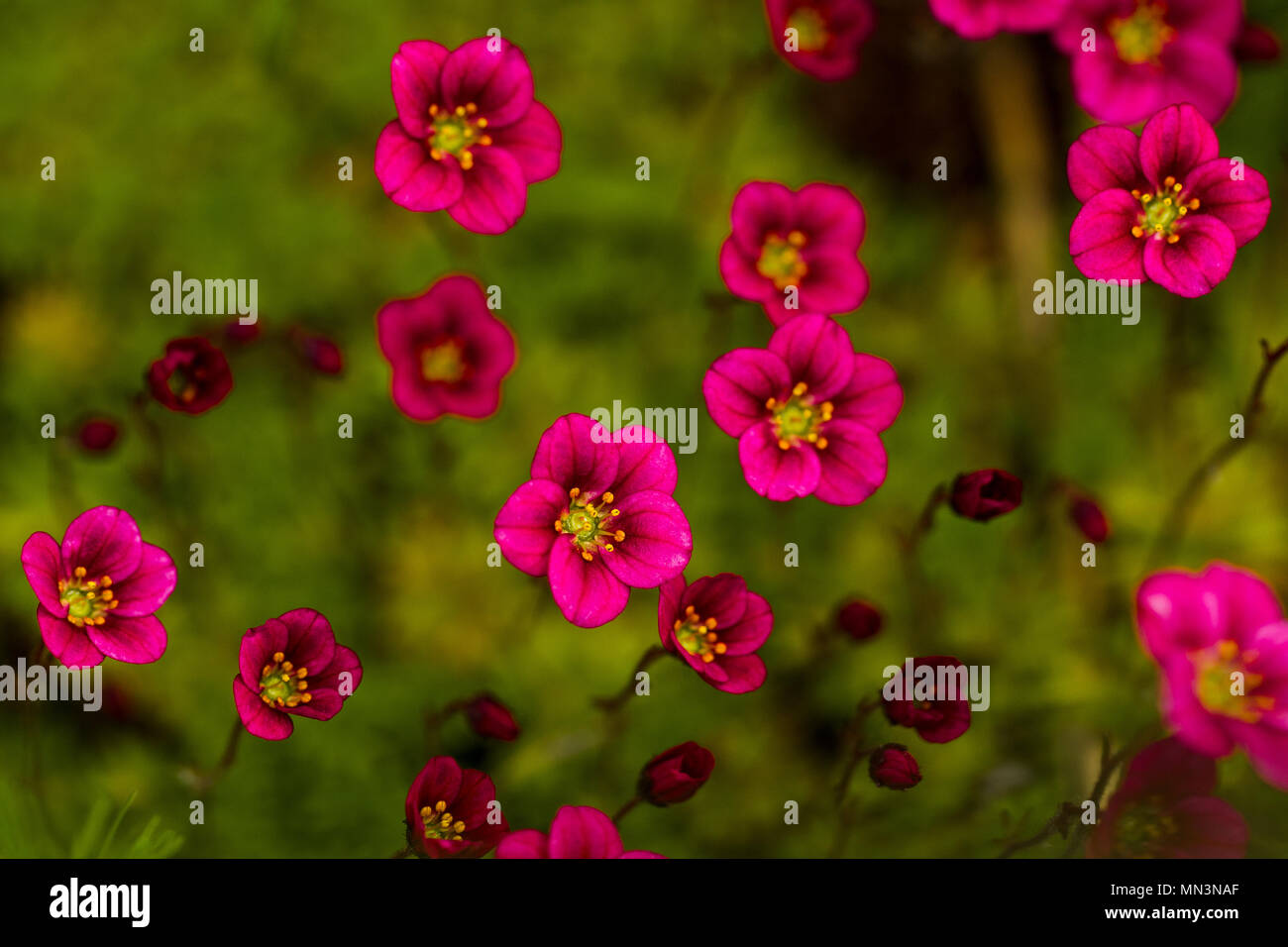 Red flowers against the background of grass, natural light Stock Photo ...