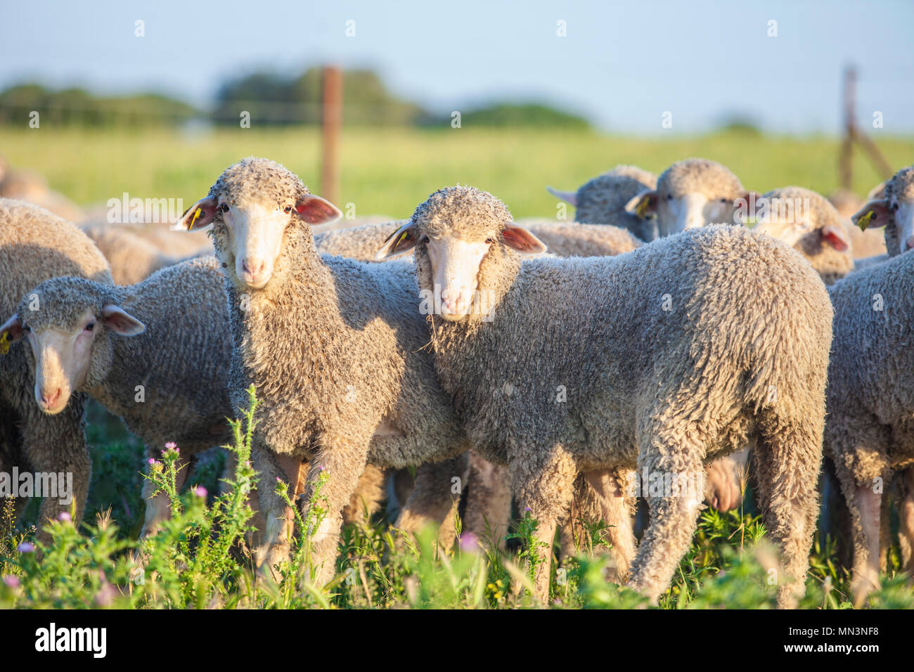 Traditional sheep breeds hi-res stock photography and images - Alamy