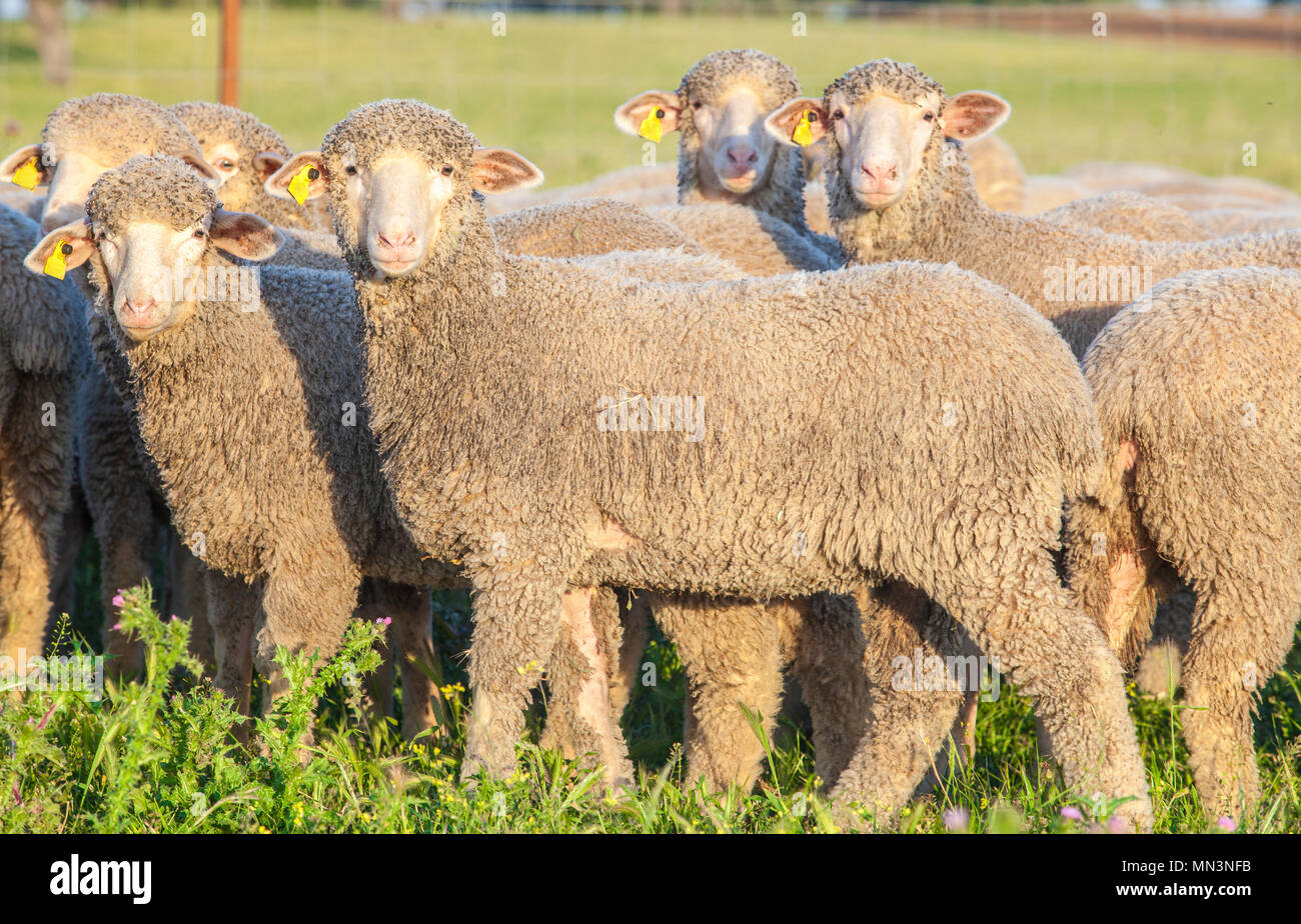 Spanish sheep breed hi-res stock photography and images - Alamy