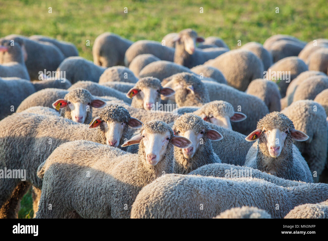 Prized sheep hi-res stock photography and images - Alamy