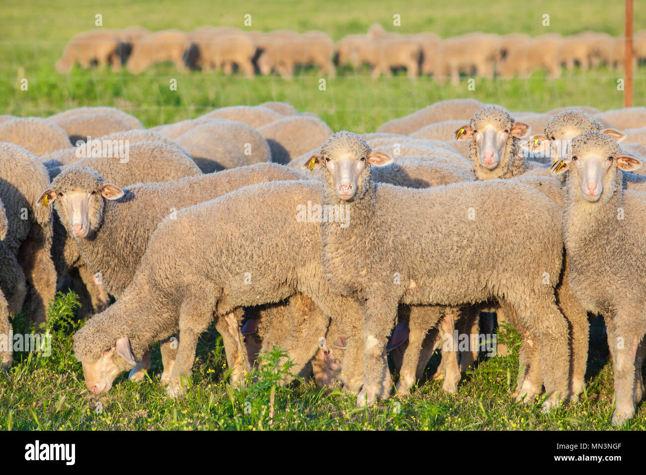 Lots of sheeps hi-res stock photography and images - Alamy