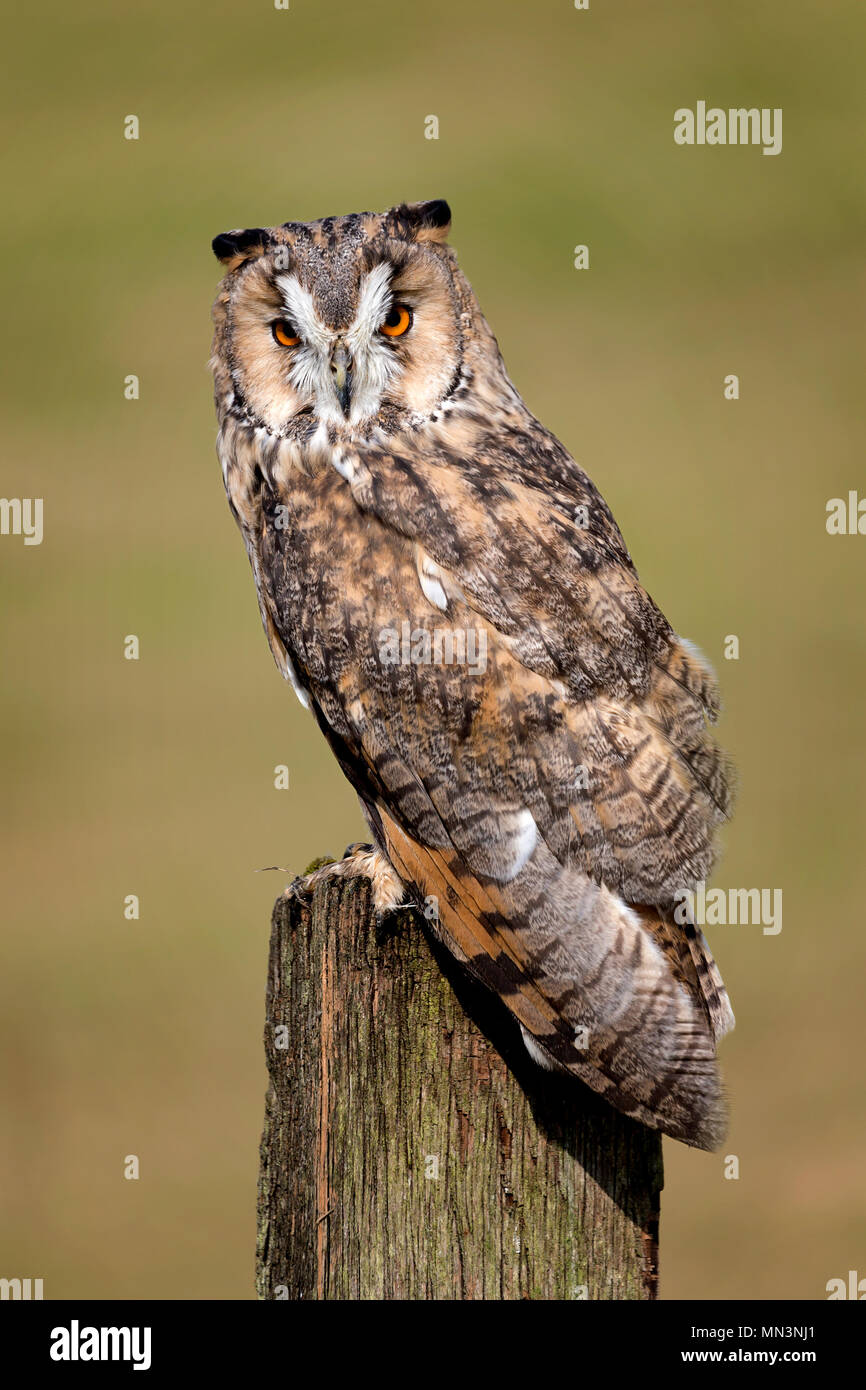 Long Eared Owl Stock Photo - Alamy