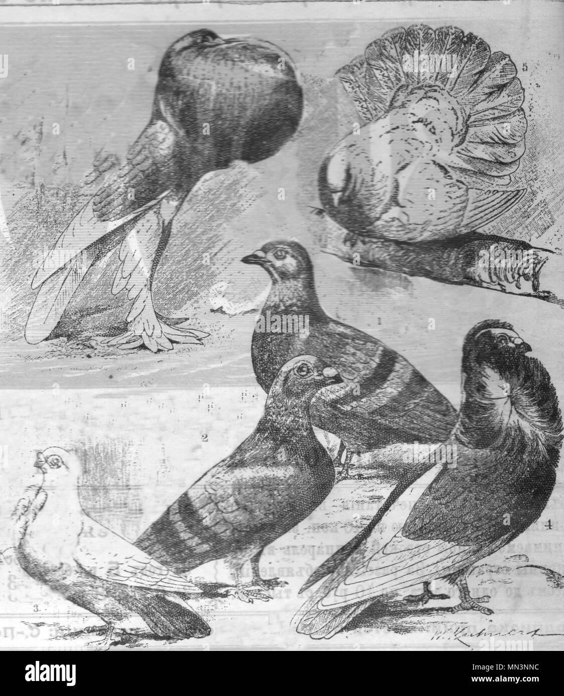 Pigeons species. Vintage engraved illustration. Published in magazine ...