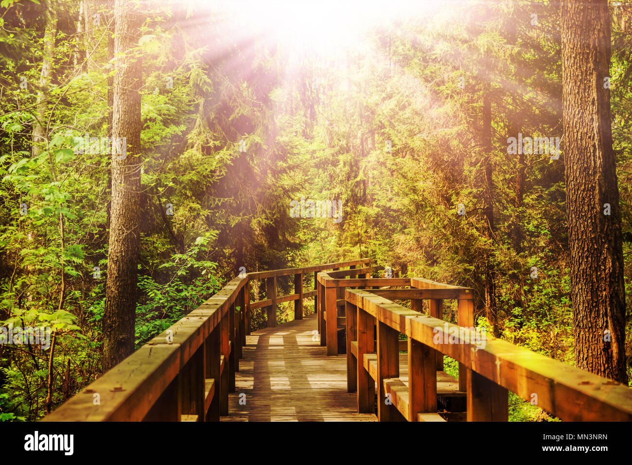 Beautiful bridge in the forest Stock Photo - Alamy