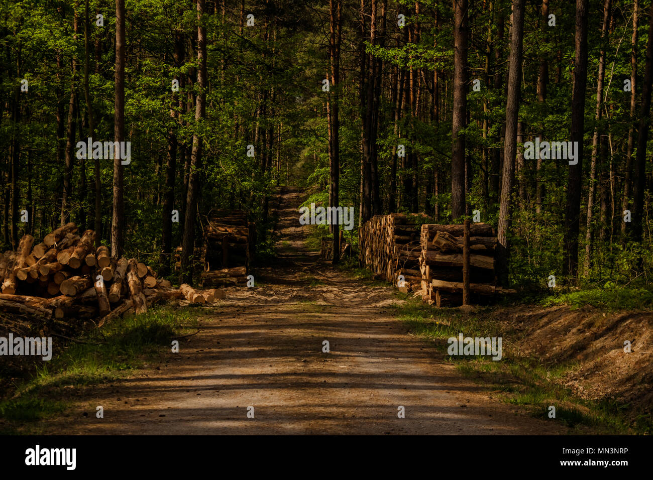 Entrance to the magic forest hi-res stock photography and images - Alamy