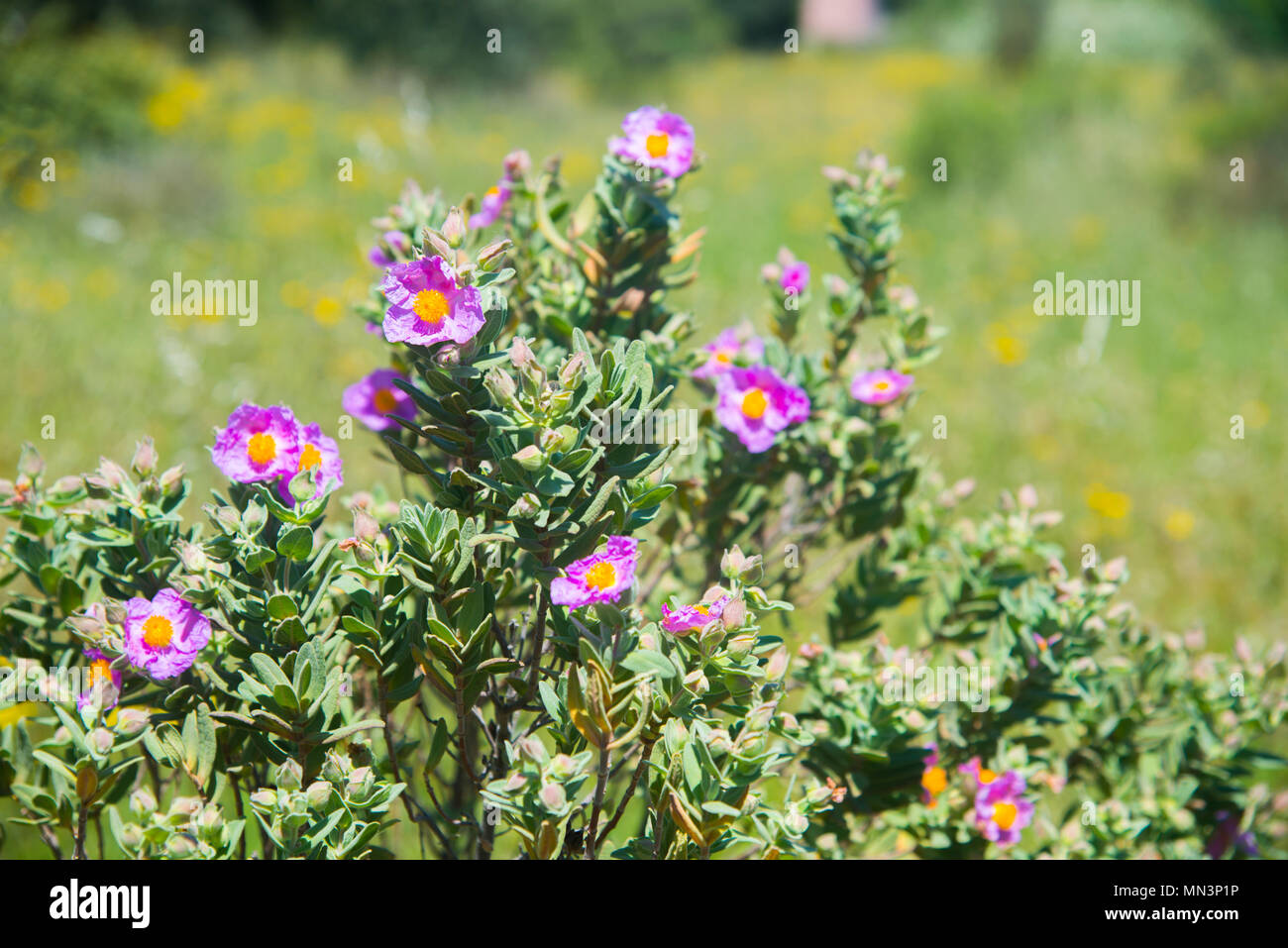 Planta albidus hi-res stock photography and images - Alamy