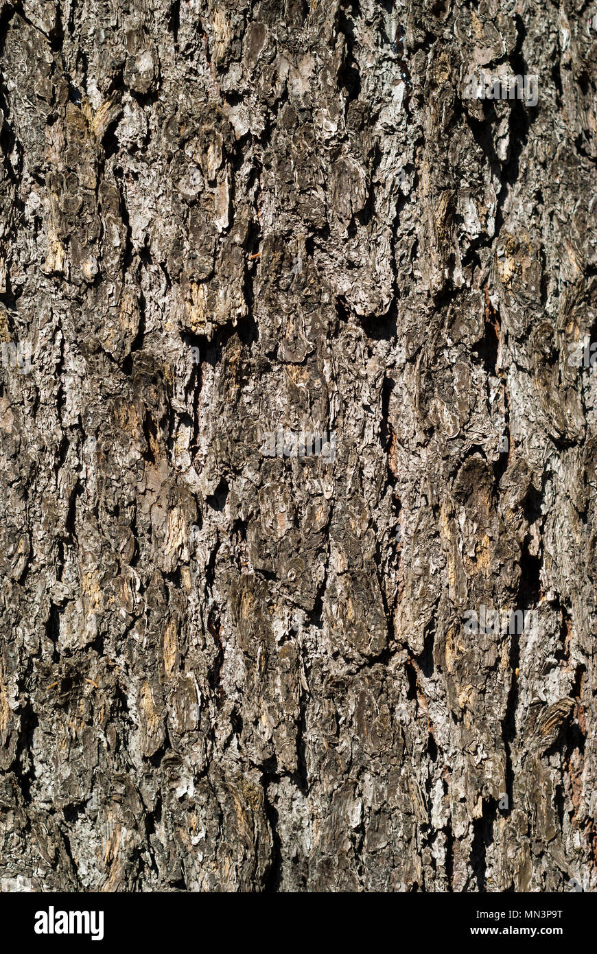 Fir tree bark hi-res stock photography and images - Alamy