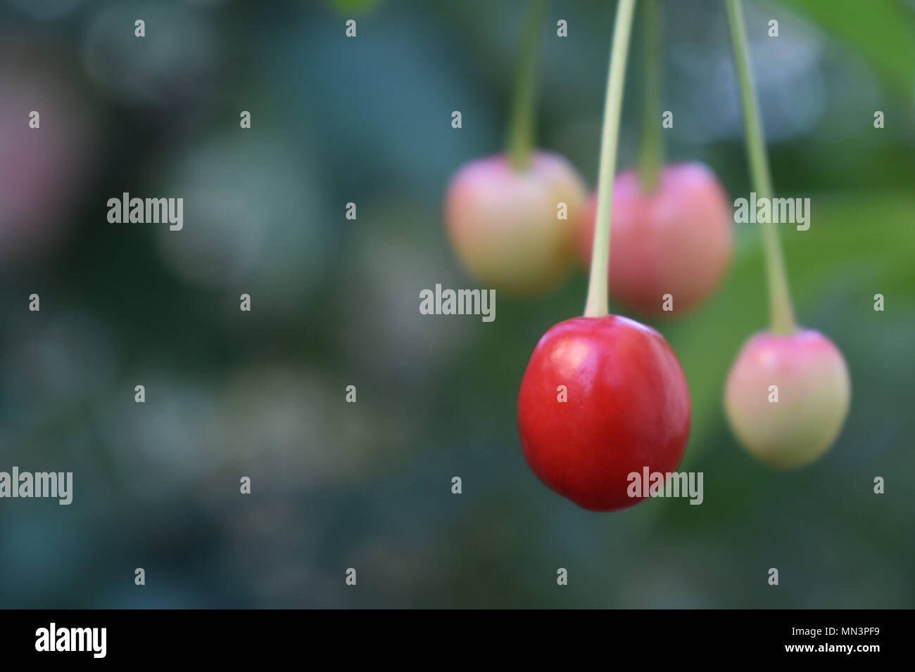 Four Cherries High Resolution Stock Photography and Images - Alamy