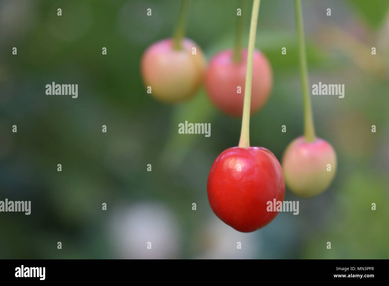Four Growing Cherries Stock Photo - Alamy