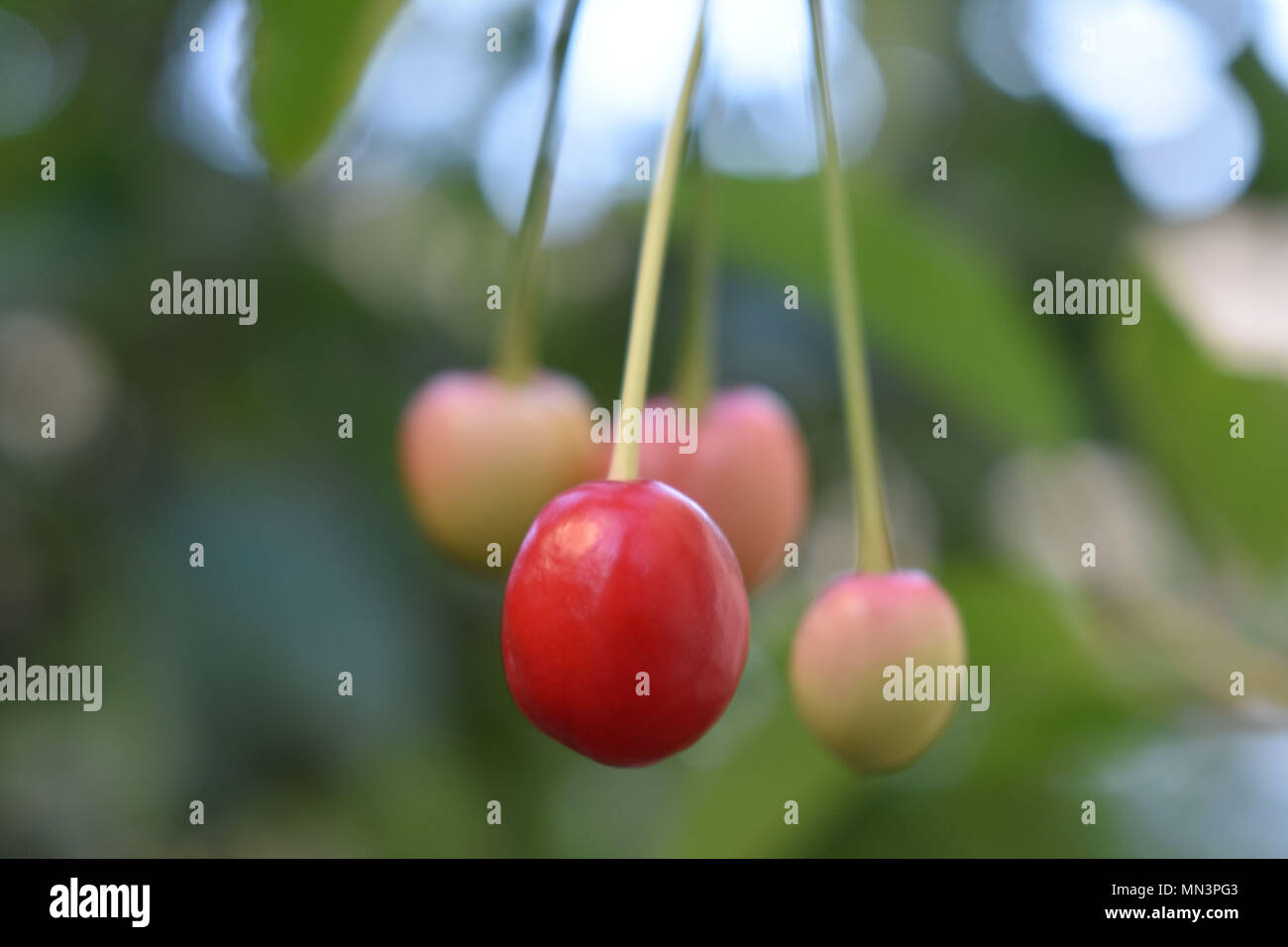 Four Cherries High Resolution Stock Photography and Images - Alamy
