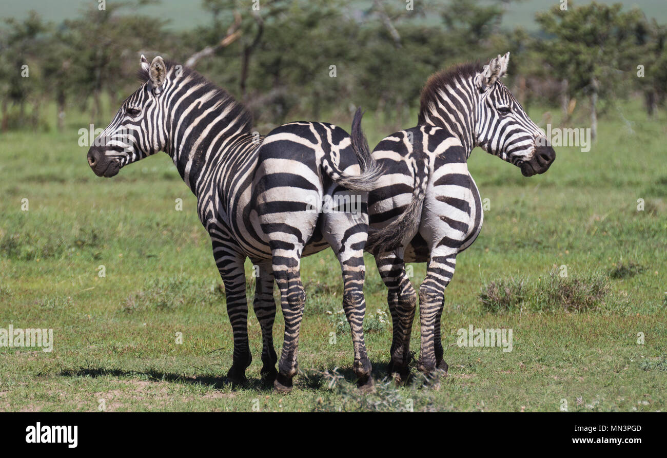 Rear end of zebra hi-res stock photography and images - Alamy