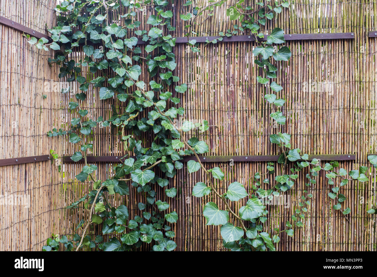 Green ivy covered wall as background image Stock Photo - Alamy
