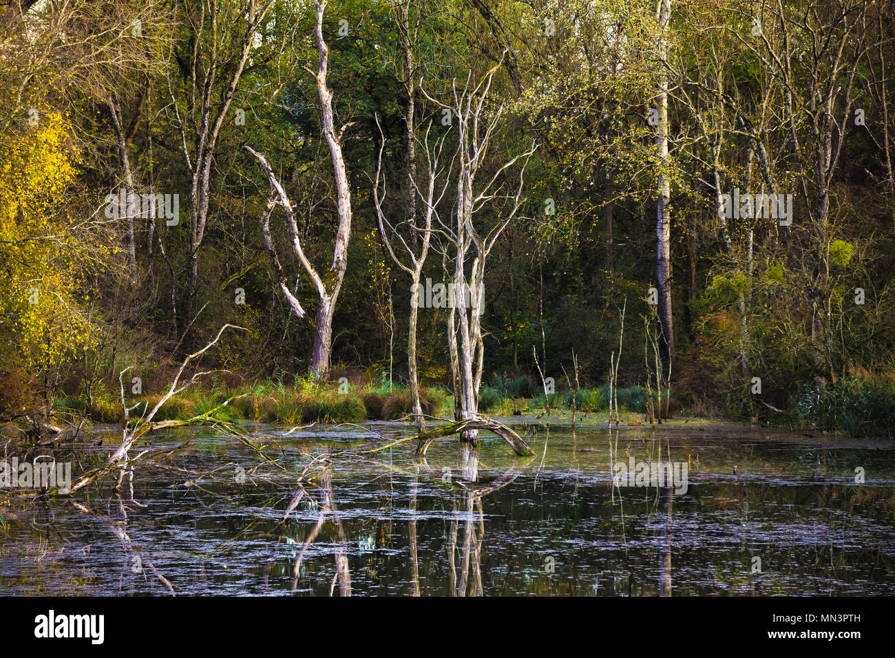 Dead tree reflection in water hi-res stock photography and images - Alamy