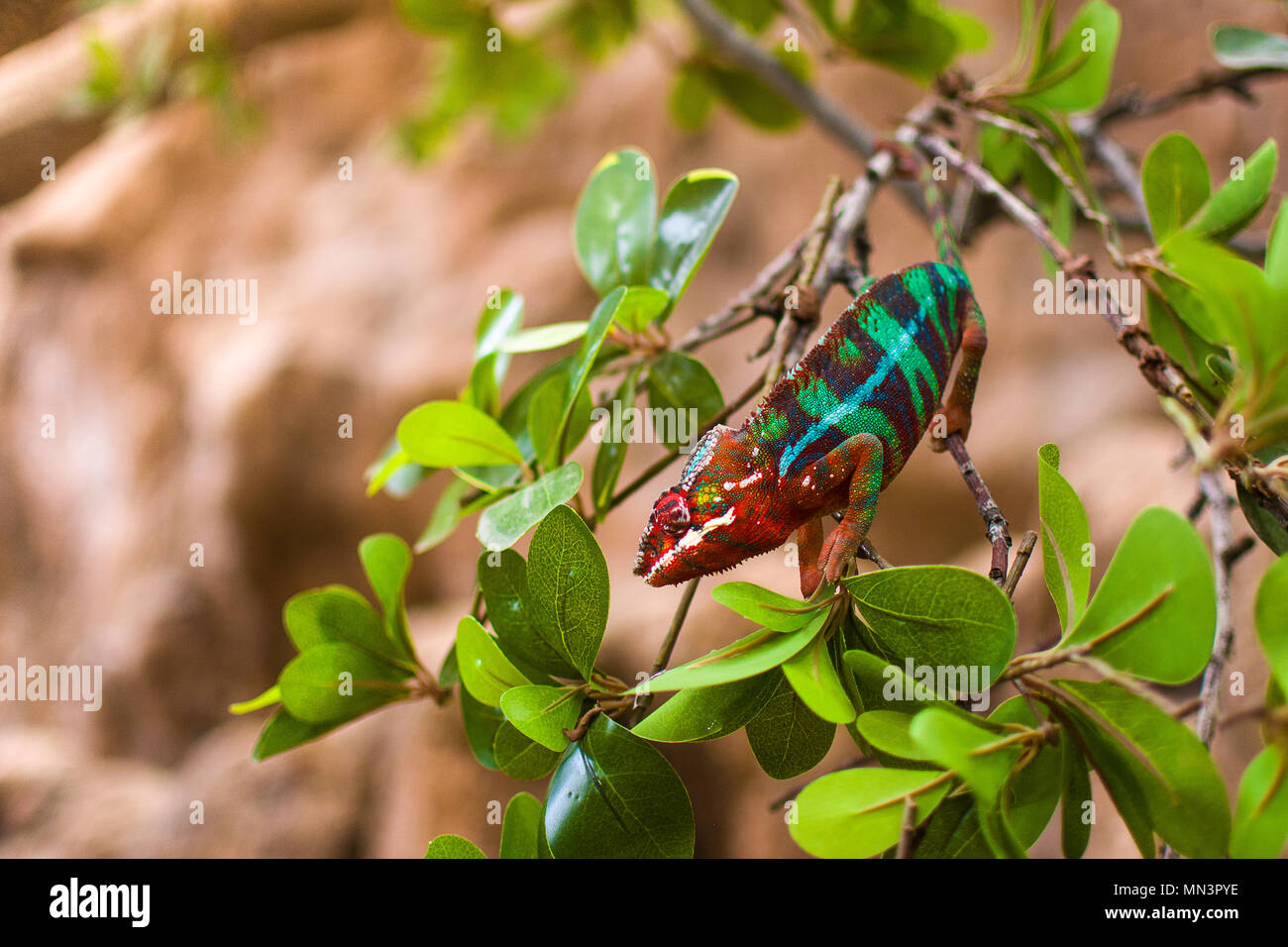 Chameleon on branch hi-res stock photography and images - Alamy