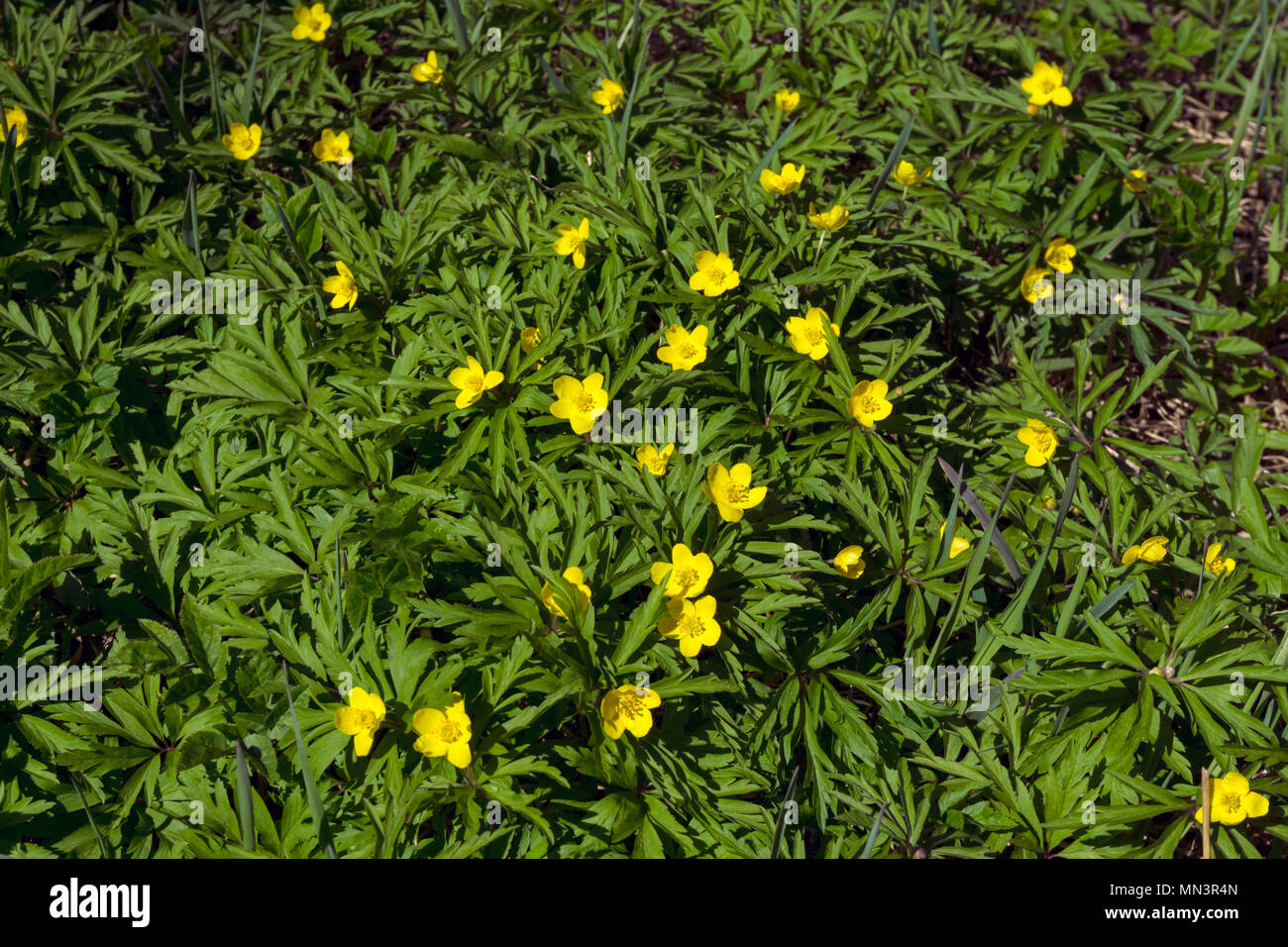 background - a solid carpet of buttercups, illuminated by the sun Stock ...