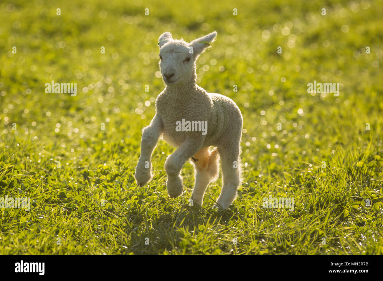 Livestock west sussex hi-res stock photography and images - Alamy