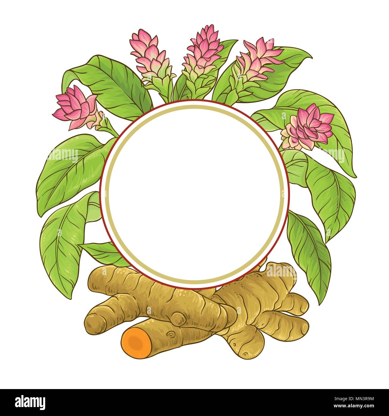 turmeric plant vector frame on white backgrond Stock Vector Image & Art ...