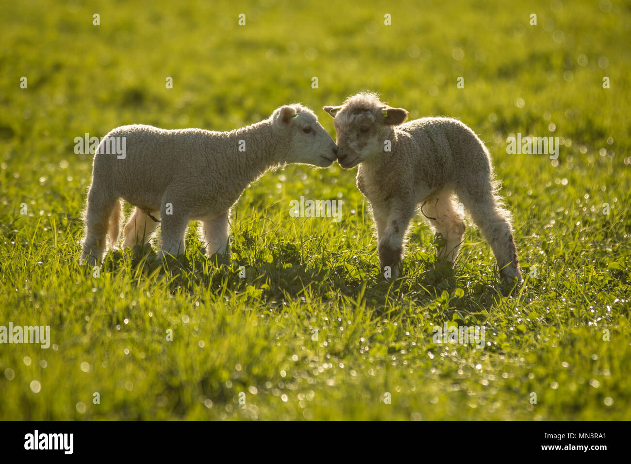 Livestock west sussex hi-res stock photography and images - Alamy