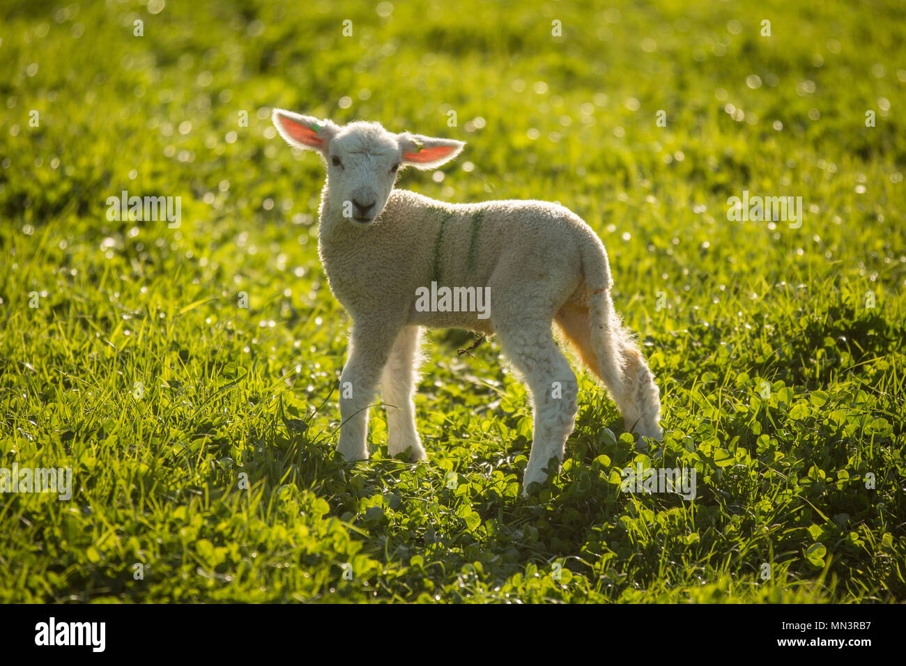 West sussex farm spring hi-res stock photography and images - Alamy