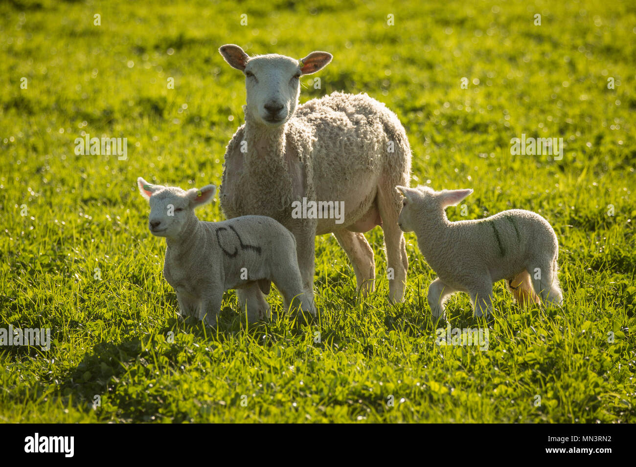 Lambs in spring, West Sussex, UK Stock Photo - Alamy
